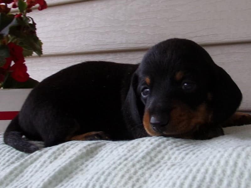 Mason - Male Puppy | Ramsey Creek Kennels