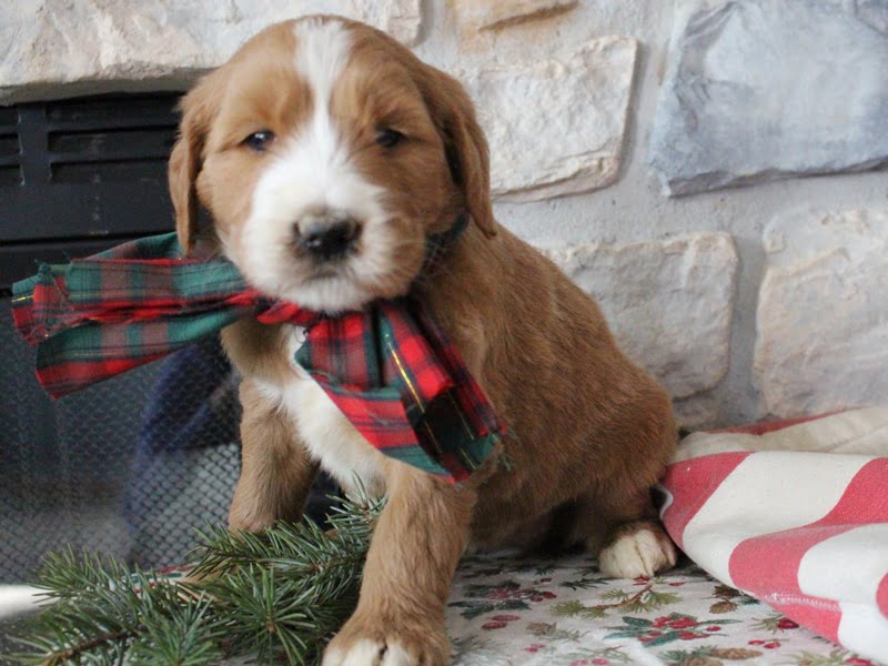 Destiny - Apricot & White Female Puppy | Ramsey Creek Kennels