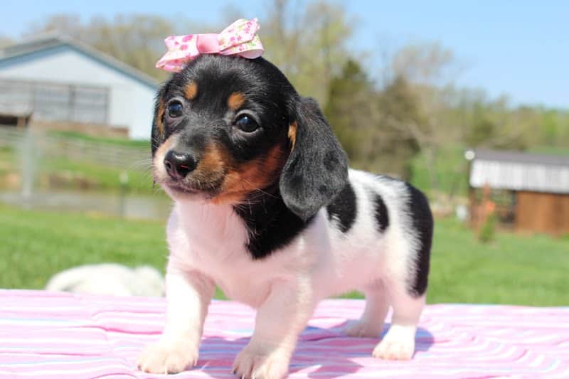 Harper - Black & White Female Puppy | Ramsey Creek Kennels