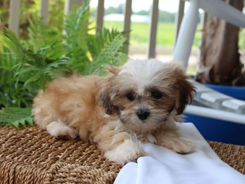 Rex - Tri-Colored Male Puppy | Ramsey Creek Kennels