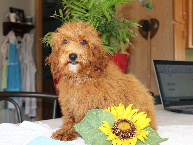 Alex - Red Male Puppy | Ramsey Creek Kennels