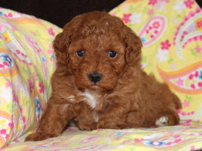 Alexis - Apricot & White Male Puppy | Ramsey Creek Kennels