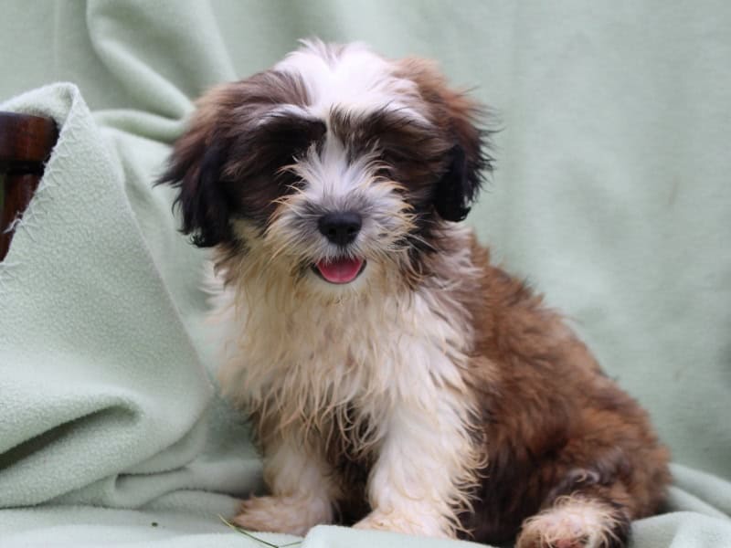 Scott - White & Brindle Male Puppy | Ramsey Creek Kennels