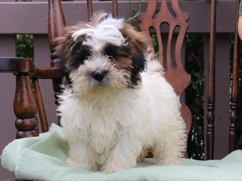 Serenity - Tri-Colored Female Puppy | Ramsey Creek Kennels