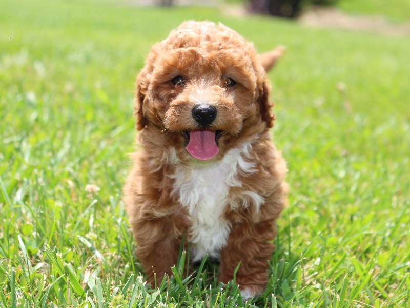 Arthur - Apricot & White Male Puppy | Ramsey Creek Kennels